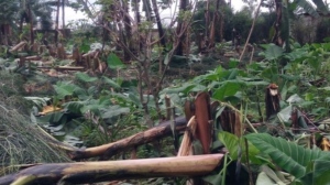 Huye: Gukuraho insina mu mujyi bigamije isuku – Ubuyobozi - KT Radio 96 ...